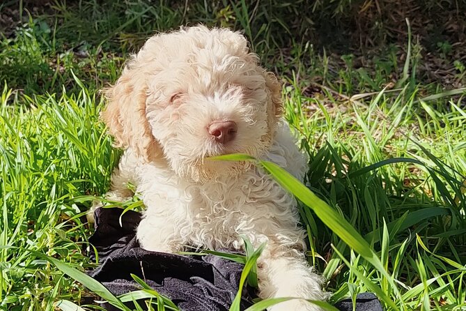 Truffle Hunting in the Sicani Mountains: a Unique Experience in Sicily - Cancellation and Pricing