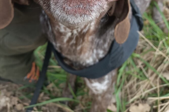 Truffle Hunting in Tuscany - How to Prepare for a Day in the Tuscan Woods