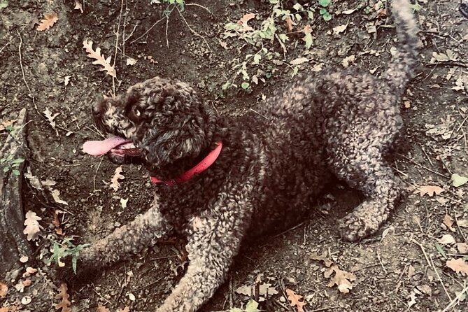 Truffle Hunting in Tuscany - The Culinary Significance of Tuscan Truffles