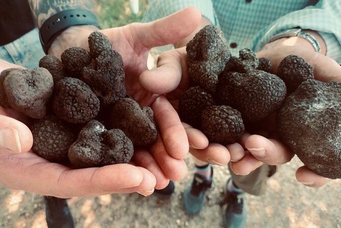 Truffle Hunting in Tuscany - Insights From the Reviews: Real Experiences Shared
