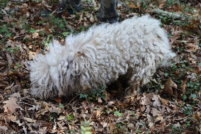 Truffle Hunting & Tasting in San Miniato Tuscany With Dogs - Essential Information for Travelers