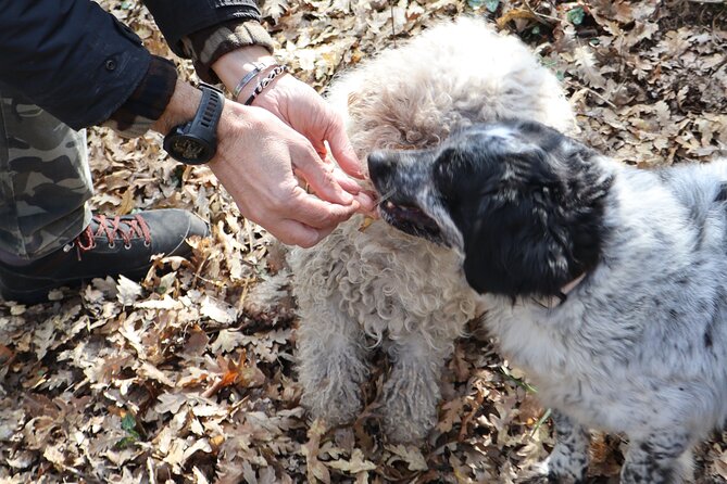 Truffle Hunting & Tasting in San Miniato Tuscany With Dogs - What Travelers Are Saying: Reviews and Highlights