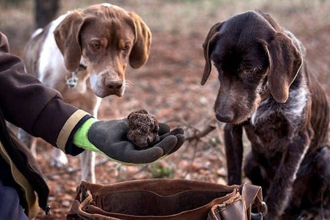 Truffle hunting tour from Rijeka - Key Points