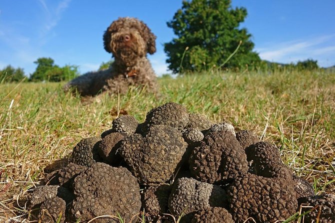 Truffle Hunting with Tasting Included - Umbria, Italy - The Sum Up: A Deliciously Authentic Umbrian Adventure