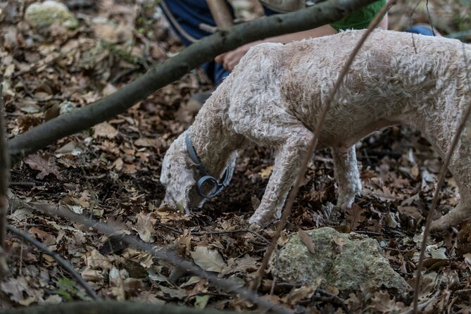 Truffle Lunch & Hunting Experience in San Gimignano - Meeting Point and Group Details