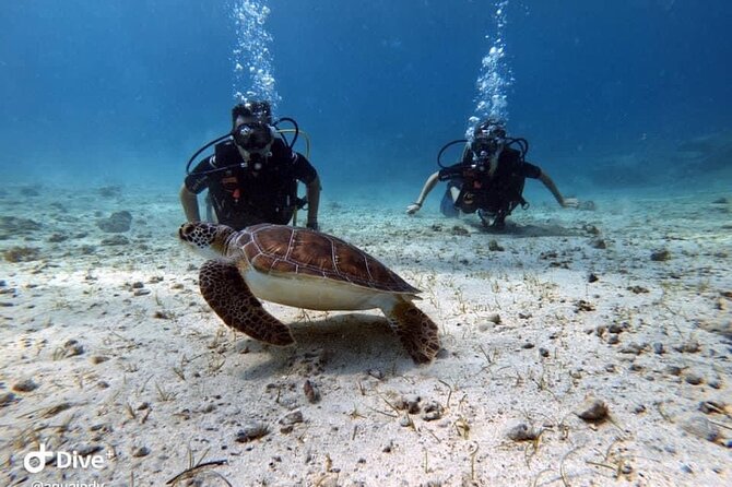 Try a Scuba Diving Experience - Who Should Consider This Tour?