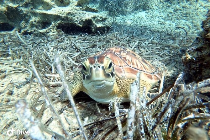 Try a Scuba Diving Experience - FAQ