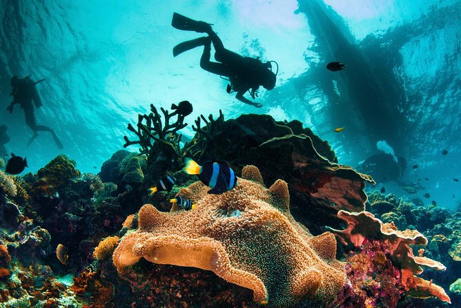 Try and Discover scuba diving - Who Will Love This Experience?