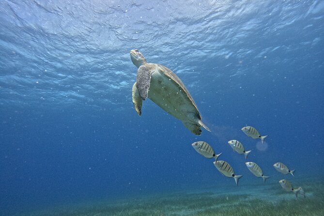 Try Dive in Abades Bay with a private instructor - Exploring Abades Bay: What You Can Expect