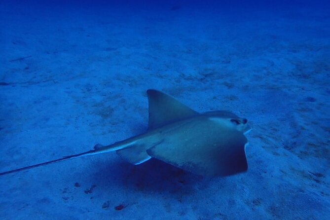 Try Dive in Abades Bay with a private instructor - Authentic Marine Encounters and Real Experiences