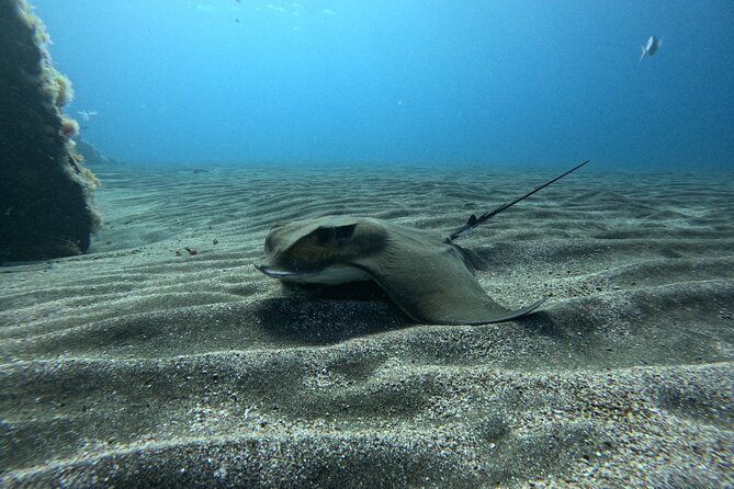 Try Dive in Abades Bay with a private instructor - Who Will Love This Tour?