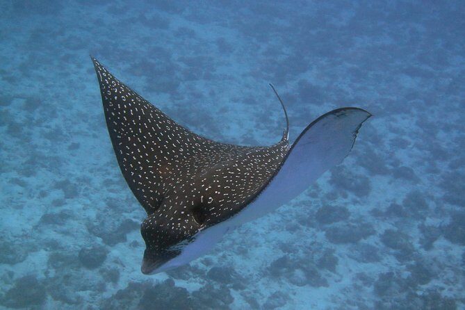 Try dive in Cozumel island - Discovering the Cozumel Experience