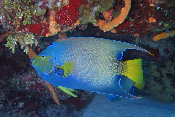 Try dive in Cozumel island - What Travelers Say