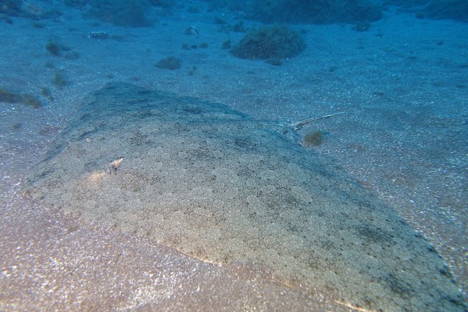 Try Dive - PADI Discover Scuba Diving in Tenerife - FAQ