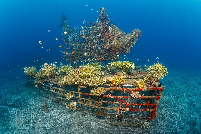 Try Dive Program in the Biorock Pemuteran - Who Will Love This Experience?