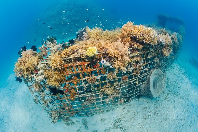 Try Dive Program in the Biorock Pemuteran - FAQs