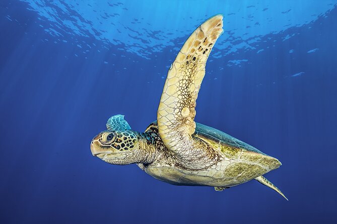 Try Dive - Scuba Diving with a private guide, incl. photos - Final Thoughts