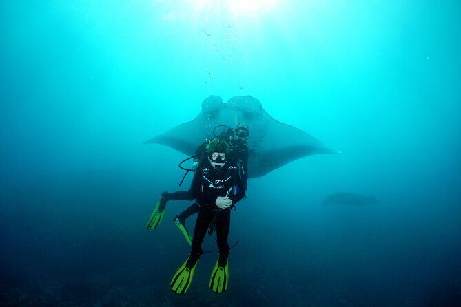 Try Dive with Manta Rays in Bali - Who Should Consider This Tour?