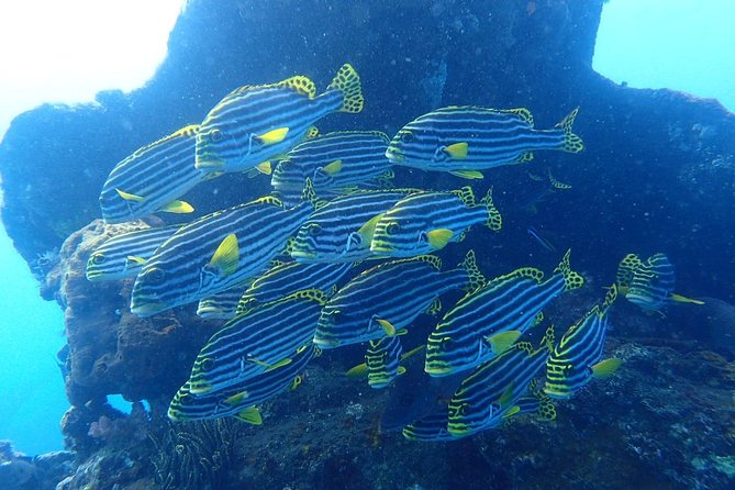 Try Diving at USAT Liberty Wreck Tulamben with 1 or 2 Dives (Stay In Tulamben) - Practical Details and Value