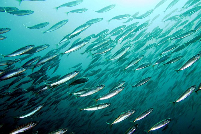 Try diving, breathing underwater Lisbon region - The Experience: What You Can Expect