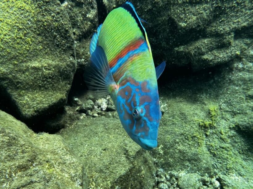 Try diving for the first time in turtle area - Key Points