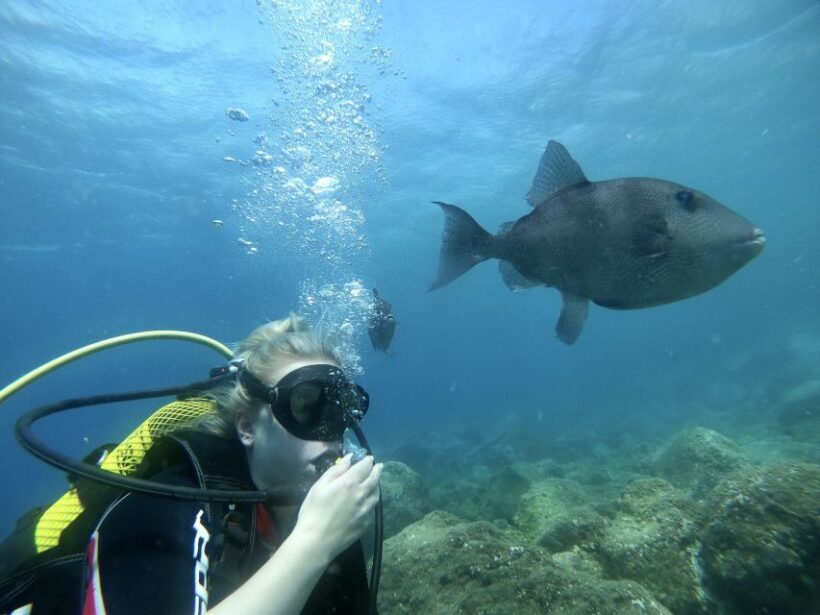 Try diving for the first time in turtle area - The Experience for Families and Groups
