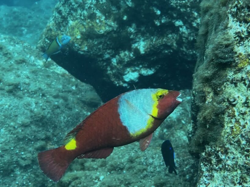 Try diving for the first time in turtle area - Authentic Experiences and Praised Aspects