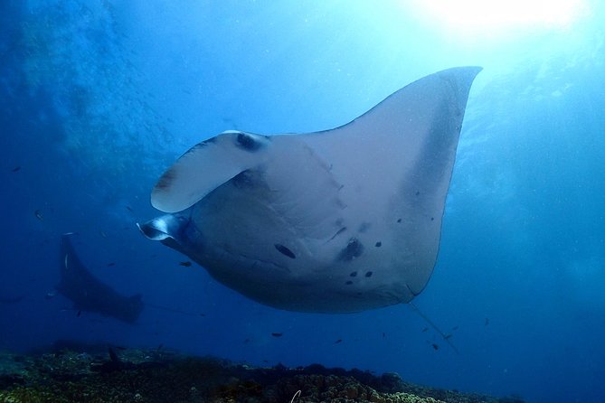 Try Diving in Manta Point - Nusa Penida - Detailed Breakdown of the Itinerary