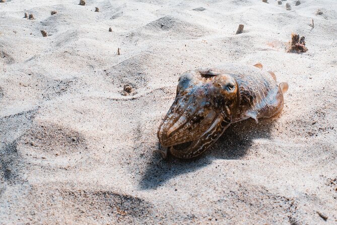 Try Scuba Diving | 1 dive - Key Points