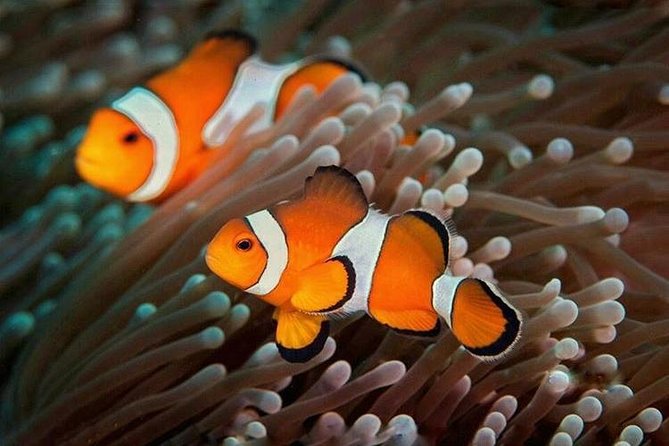 Try Scuba Diving - Authentic Experiences & Honest Reflections