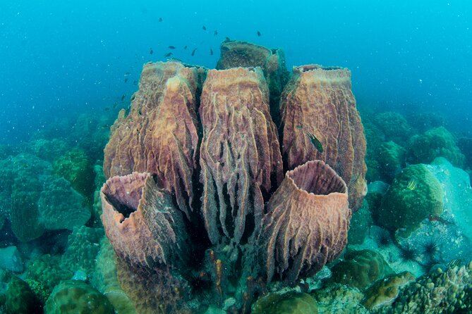 Try Scuba Diving 2 Dives Bang Bao - Key Points