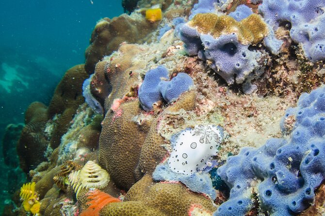 Try Scuba Diving 2 Dives Bang Bao - Final Thoughts: Is This the Right Dive Experience for You?