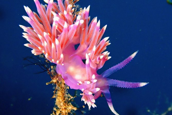 Try Scuba Diving | 2 dives - What Sets This Tour Apart