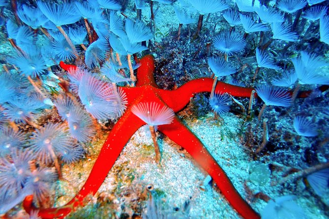 Try Scuba Diving | 2 dives - Considerations for Travelers