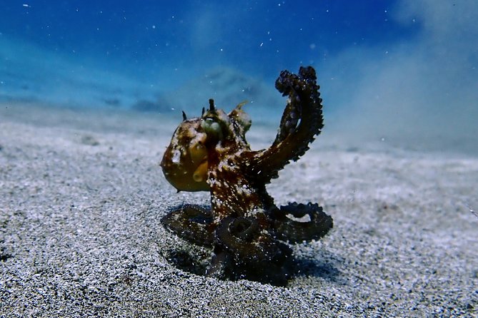 Try Scuba Diving | 2 dives - Final Thoughts