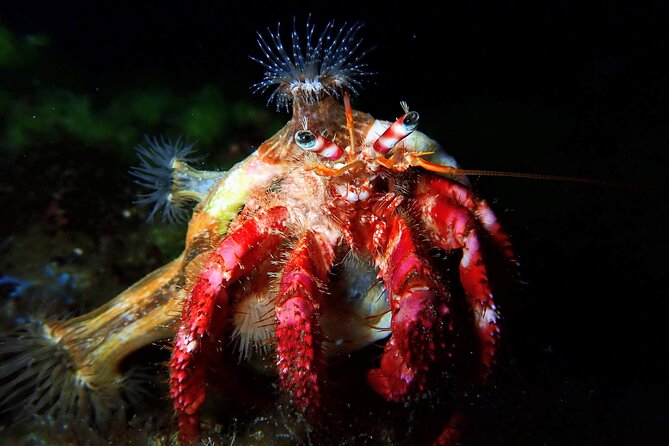 Try Scuba Diving | 2 dives - FAQ