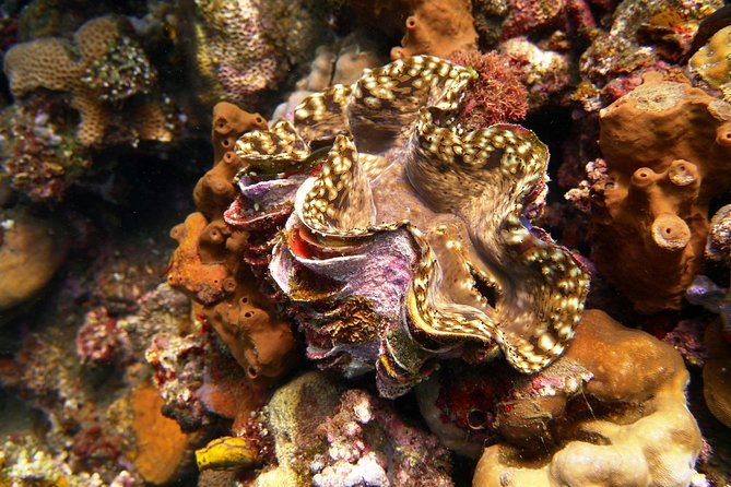 Try Scuba Diving at Tulamben Shipwreck - Practical Tips for Participants