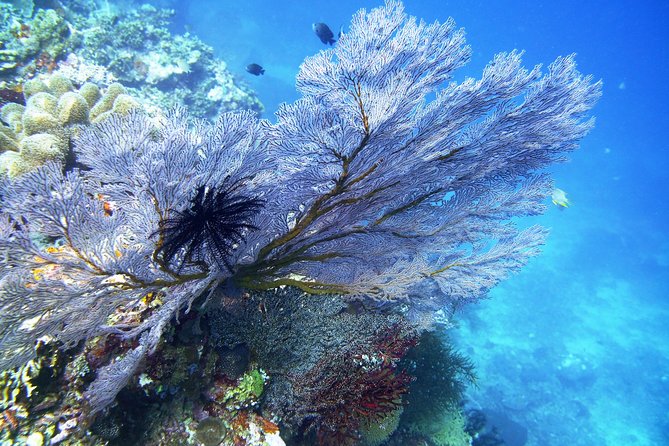 Try Scuba Diving at Tulamben Shipwreck - The Sum Up: Who Should Consider This Tour?