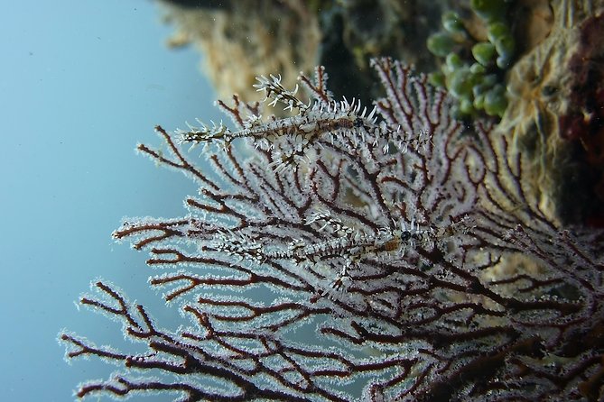 Try Scuba Diving at Tulamben Shipwreck - FAQ