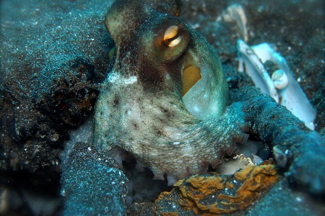 Try Scuba Diving in a Turtle Area (Boat) - Meeting Point and Logistics