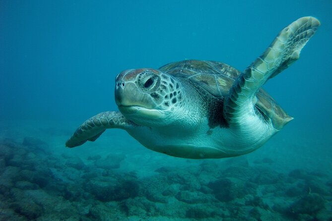 Try Scuba Diving in a Turtle Area (Boat) - Participant Requirements and Restrictions