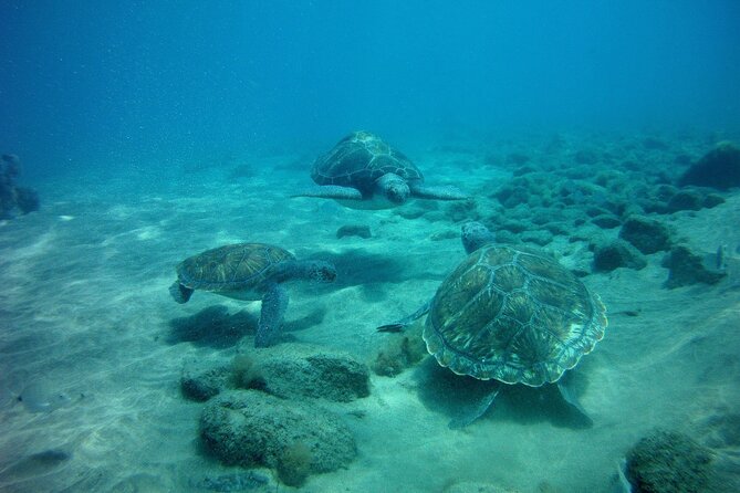 Try Scuba Diving in a Turtle Area (Boat) - Positive Guest Experiences and Feedback