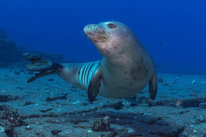 Try Scuba Diving in Kauai From a Boat for Non-Certified Divers - Practical Details and Considerations