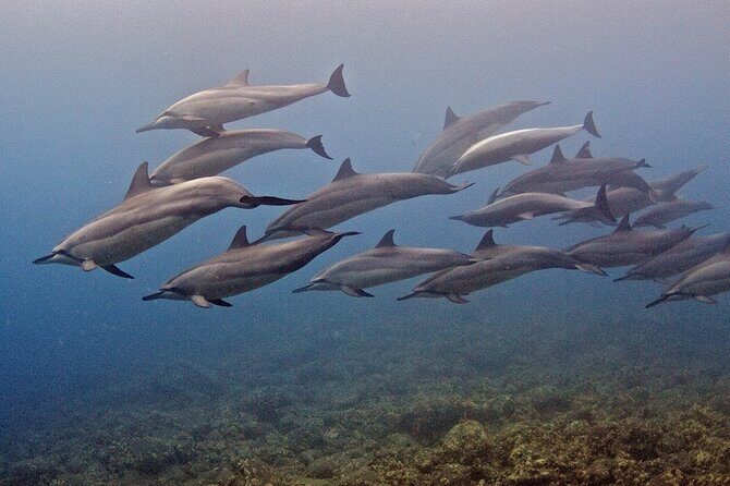 Try Scuba Diving in Kauai From a Boat for Non-Certified Divers - FAQ