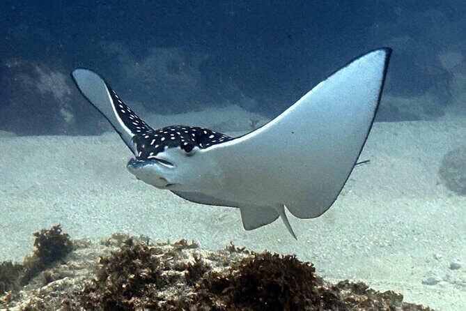 Try Scuba Diving in Kauai: No Experience Needed - Why This Tour Is a Great Choice for Travelers