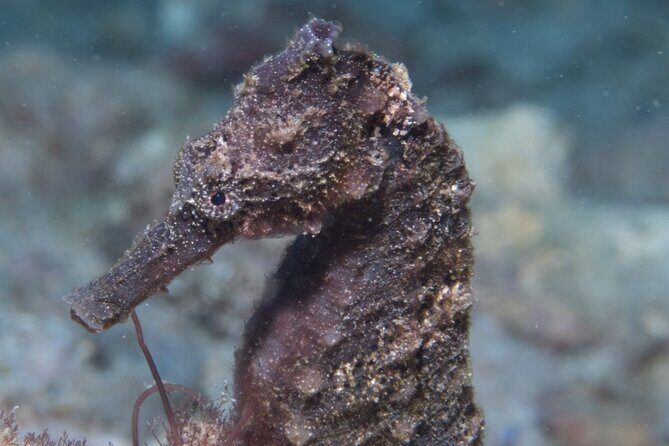 Try Scuba Diving in Kauai: No Experience Needed - The Sum Up: A Memorable First Step into the Underwater World