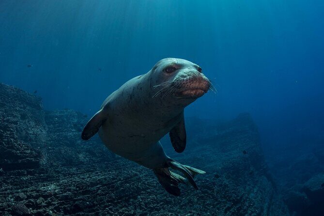 Try Scuba Diving in Kauai: No Experience Needed - FAQ