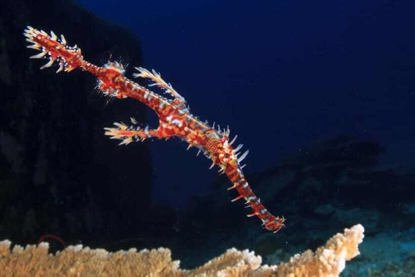 Try Scuba Diving in Racha Yai/noi: 2 Dives for Non-Certified - An Honest Look at the Experience