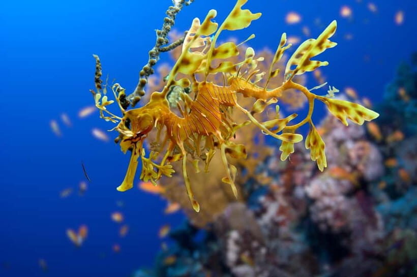 Try Scuba Diving in Racha Yai/noi: 2 Dives for Non-Certified - Final Thoughts: Who Will Get the Most from This Tour?