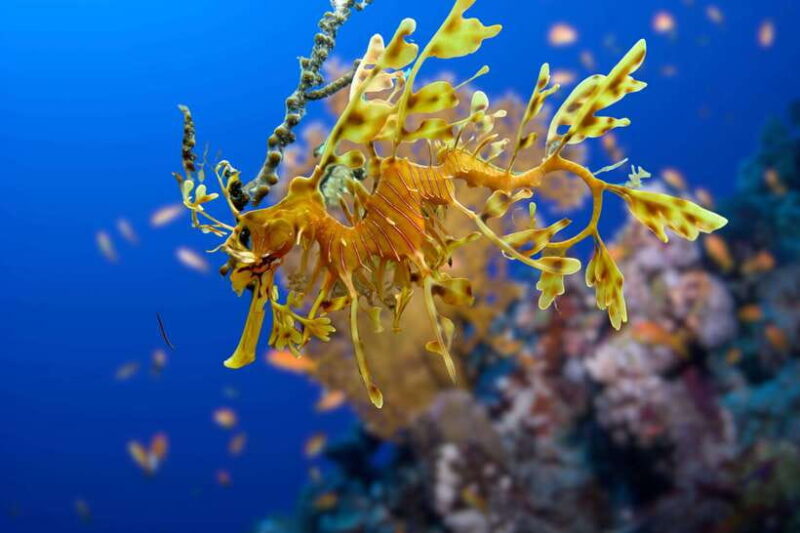 Try Scuba Diving in Racha Yai/noi: 2 Dives for Non-Certified - The Itinerary in Detail